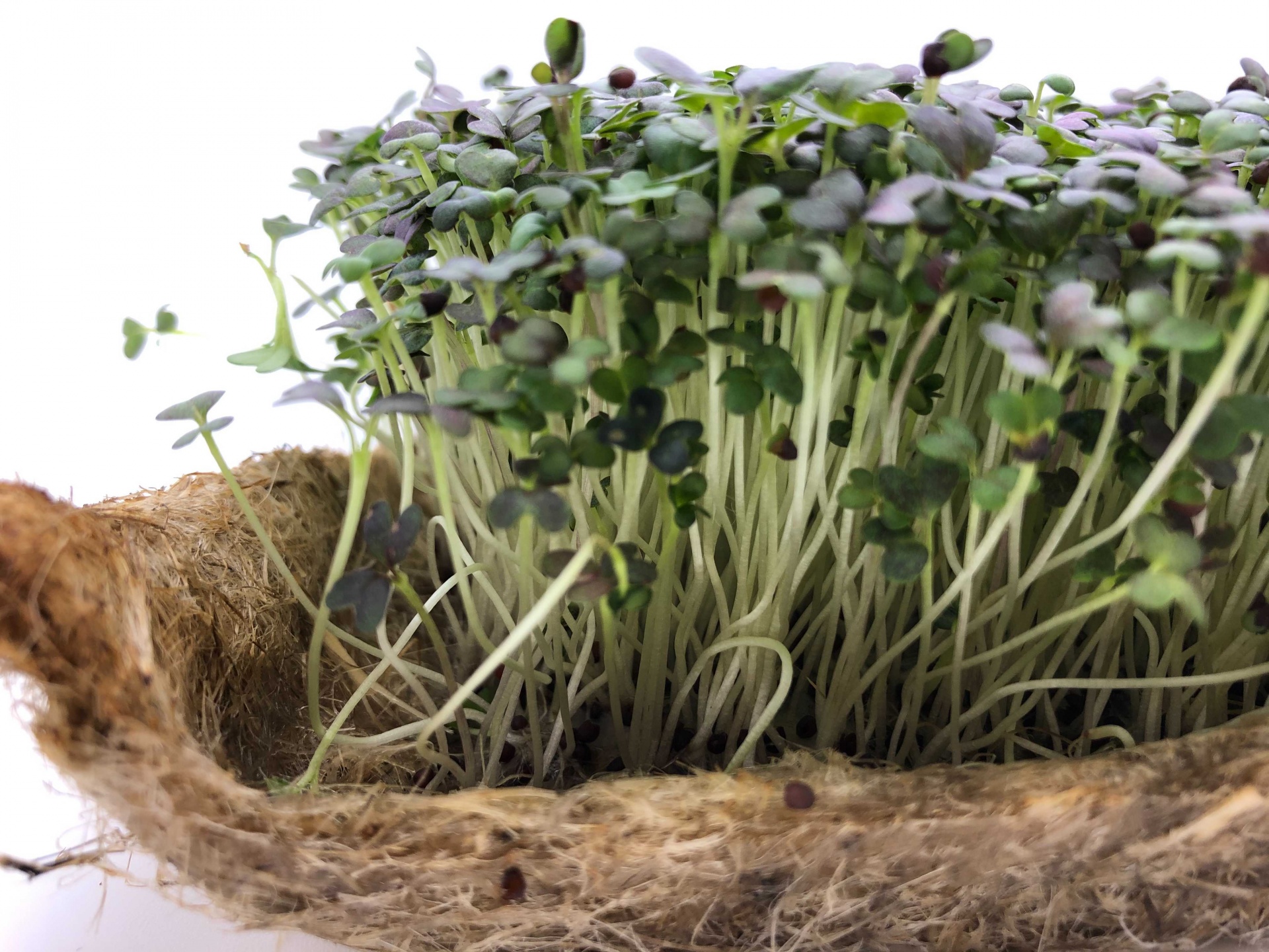 Substratos Cânhamo | Ecocenter - Tudo para Hortas Urbanas Biológicas