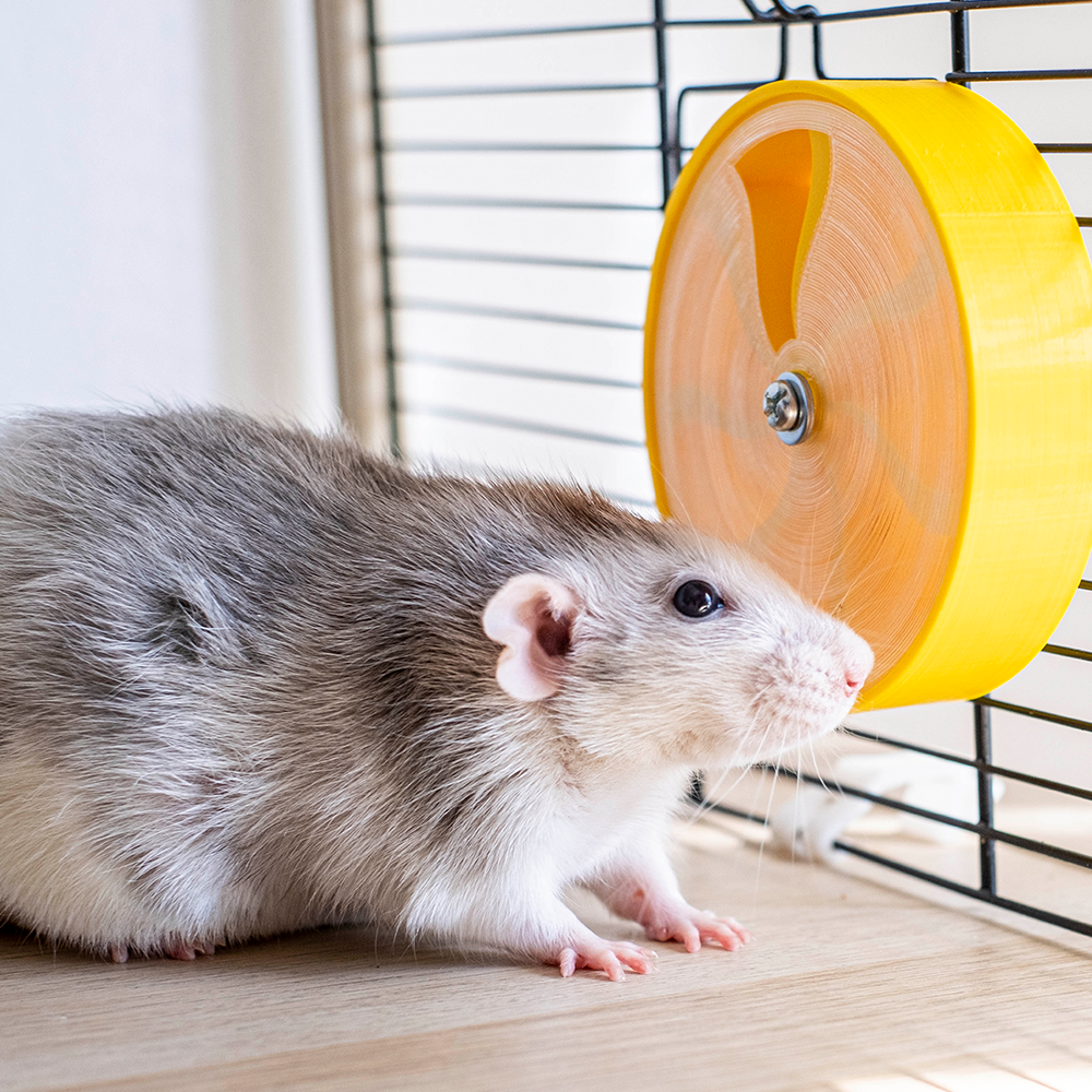 Foraging Wheel | Exoticário