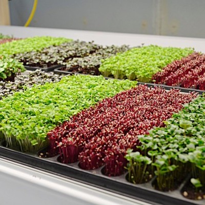 Categorias - Todos as categorias | Hidroponia Portugal - Loja Oficial