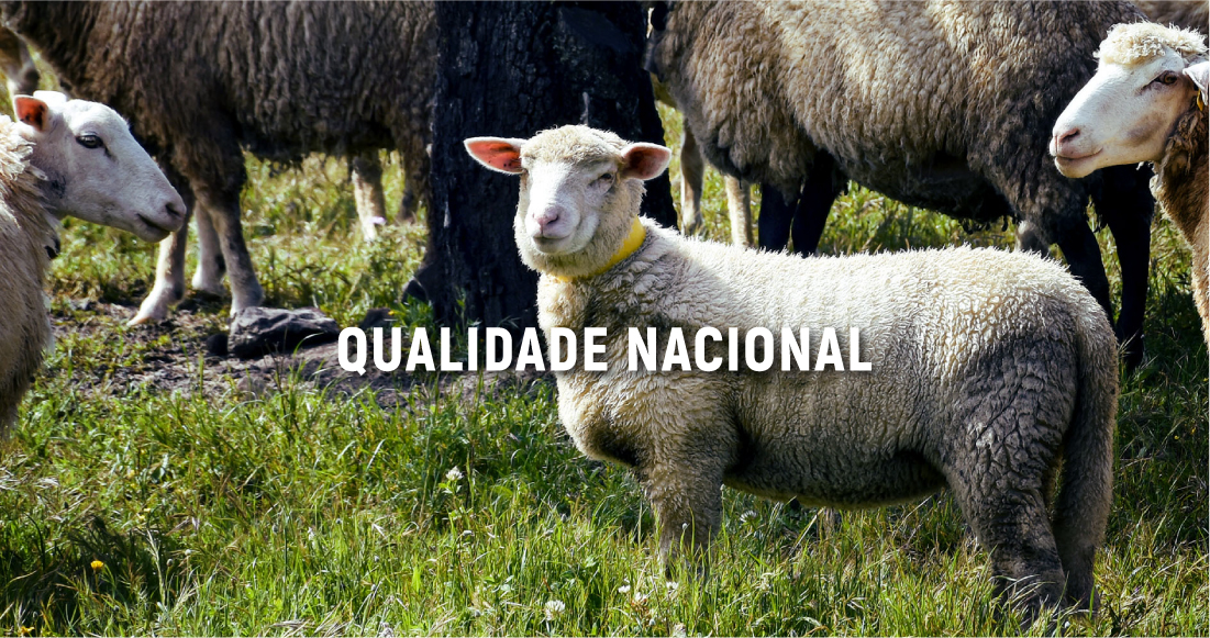 Borrego | Segredos do Montado, Lda