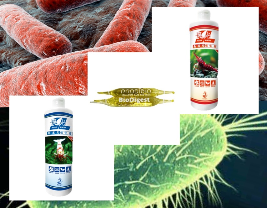 Bactérias & Enzimas | shrimp4you