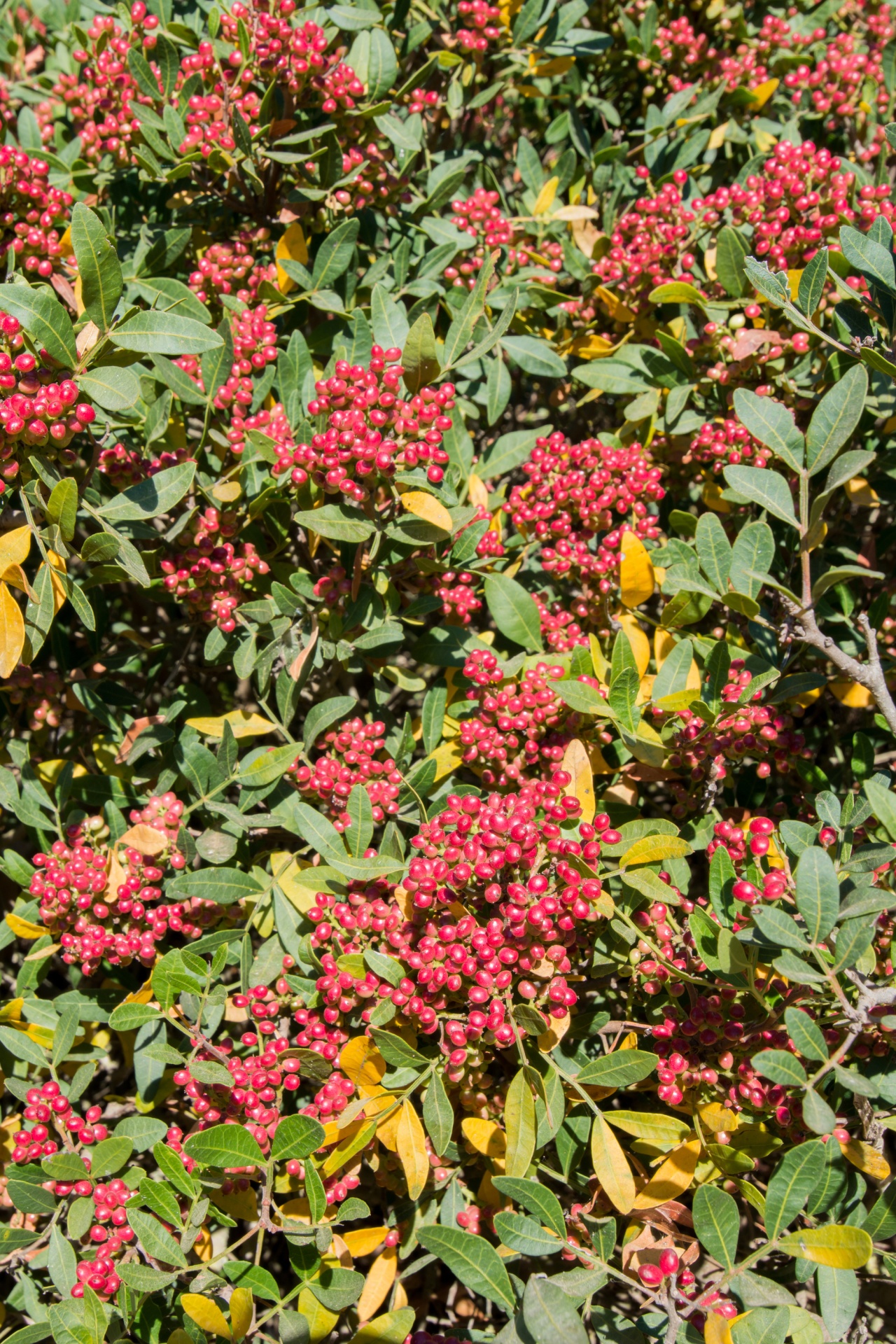 PIMENTA ROSA | Treepical